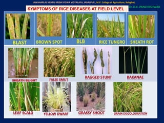 Important Paddy Diseases | PPTX