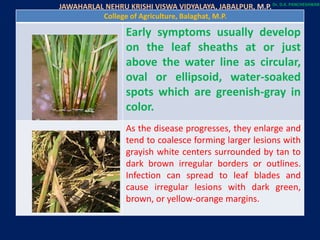 Important Paddy Diseases | PPTX