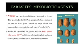 Agents of plants diseases.pptx