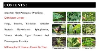 Agents of plants diseases.pptx