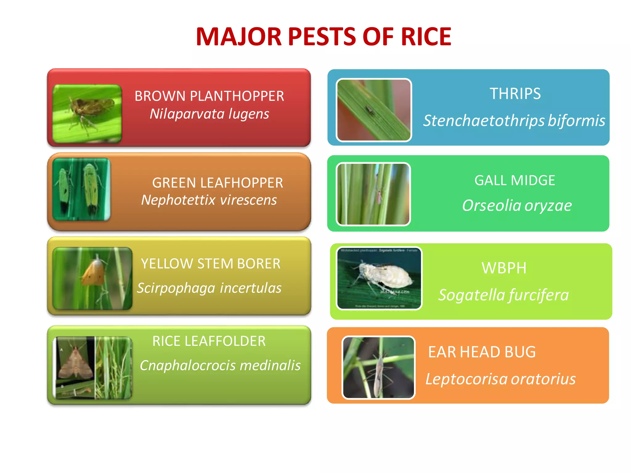 Breeding for Major Insect Pests Resistance in Rice | PDF