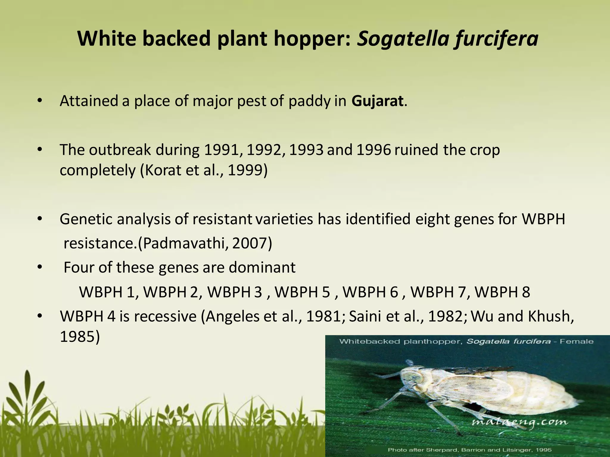 Breeding for Major Insect Pests Resistance in Rice | PDF