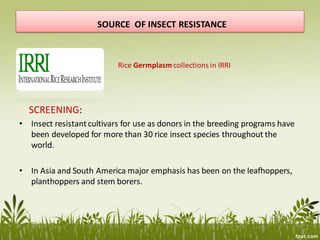 Breeding for Major Insect Pests Resistance in Rice | PDF