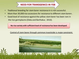 Breeding for Major Insect Pests Resistance in Rice | PDF