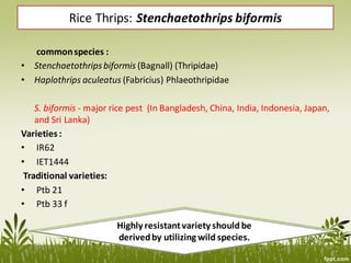 Breeding for Major Insect Pests Resistance in Rice | PDF