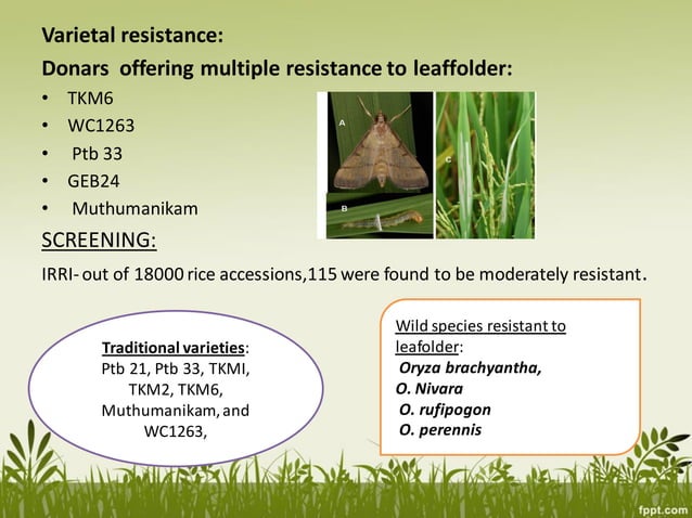Breeding for Major Insect Pests Resistance in Rice | PDF