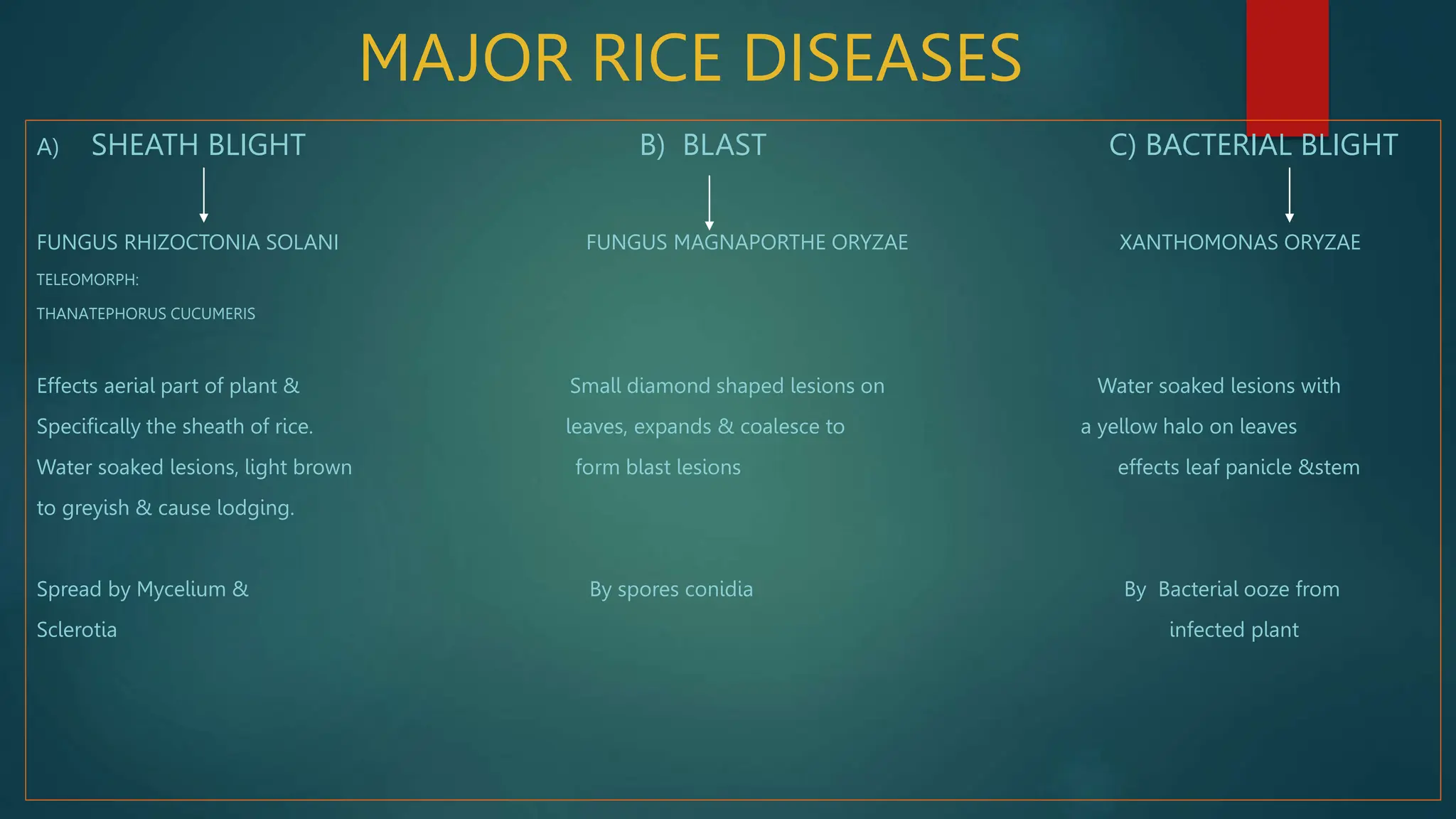 MAJOR RICE DISEASES and economic loss.pptx