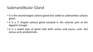 Major Salivary Glands - Types and Variants | PPT