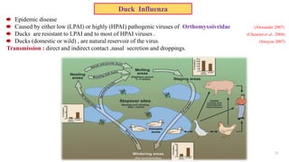 Health care management in Ducks | PPTX