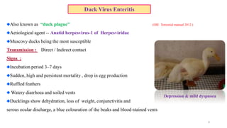 Health care management in Ducks | PPTX