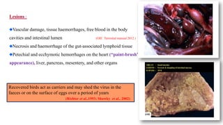 Health care management in Ducks | PPTX