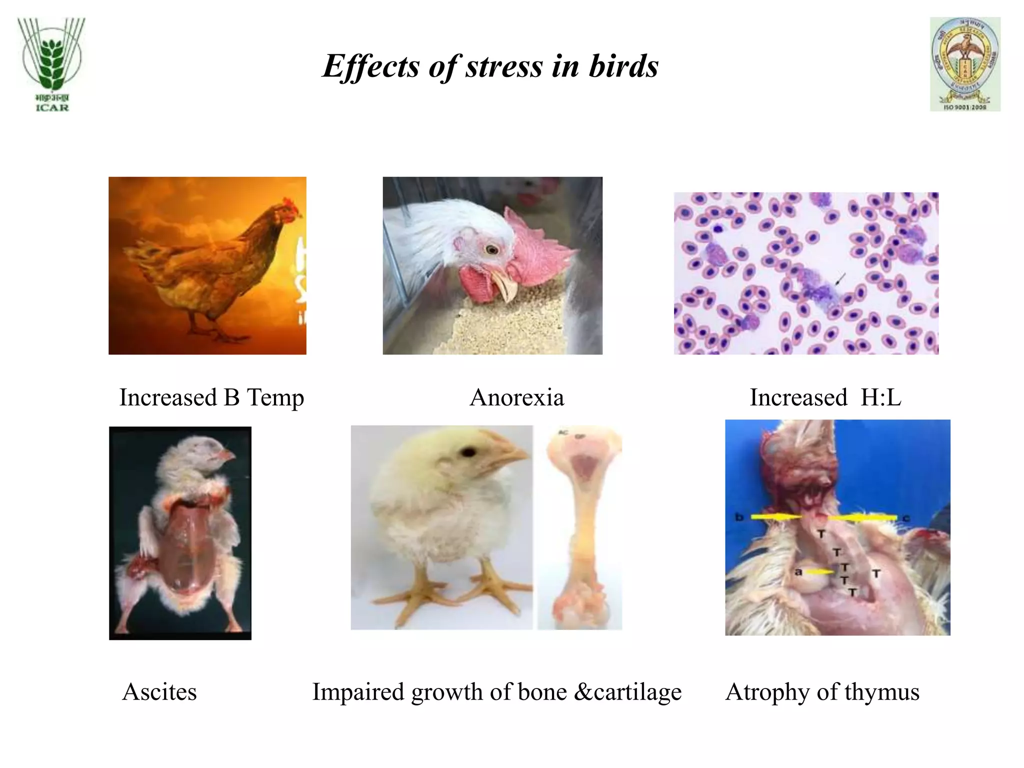 Management of heat stress in poultry.pptx