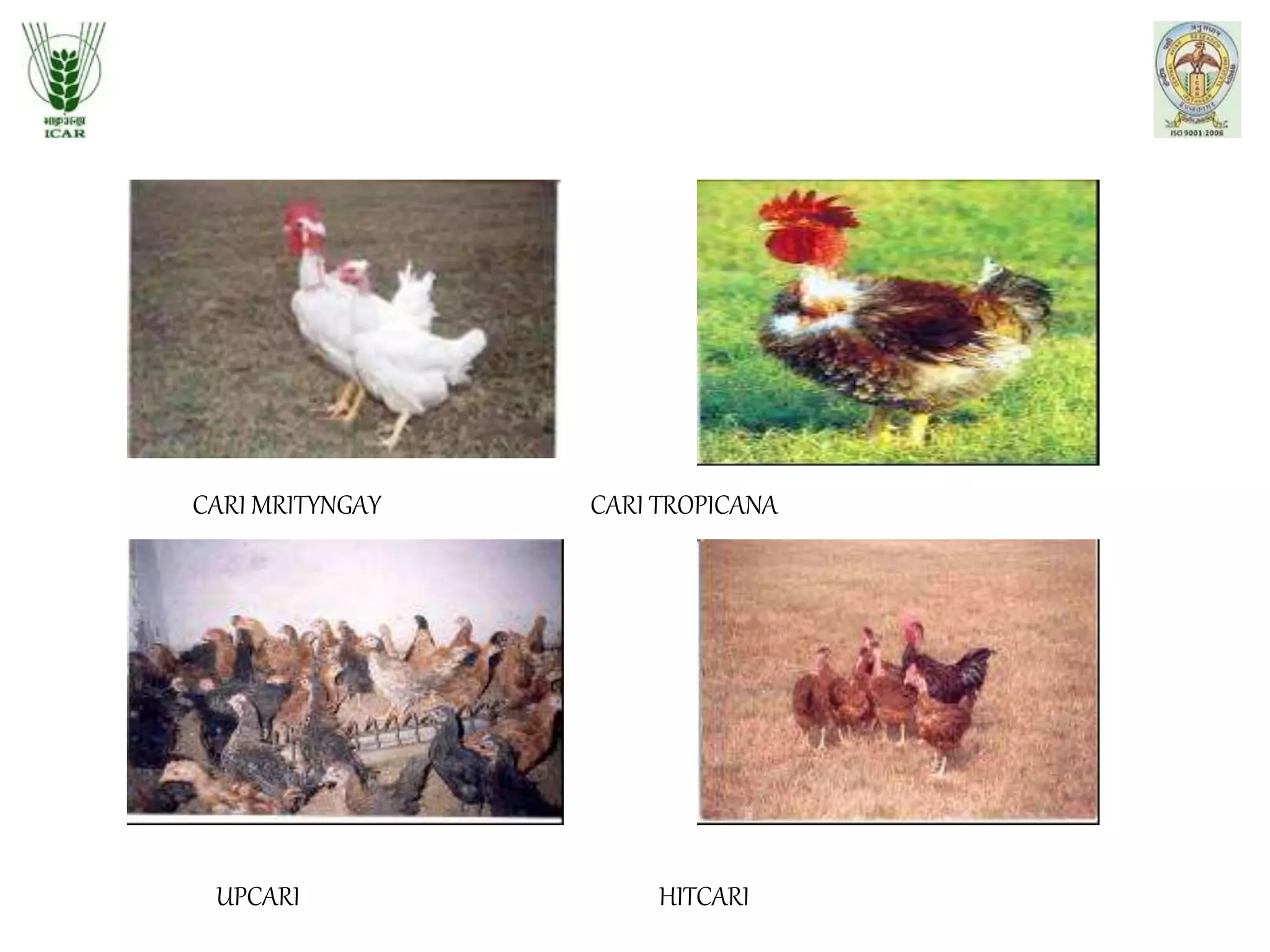 Management of heat stress in poultry.pptx