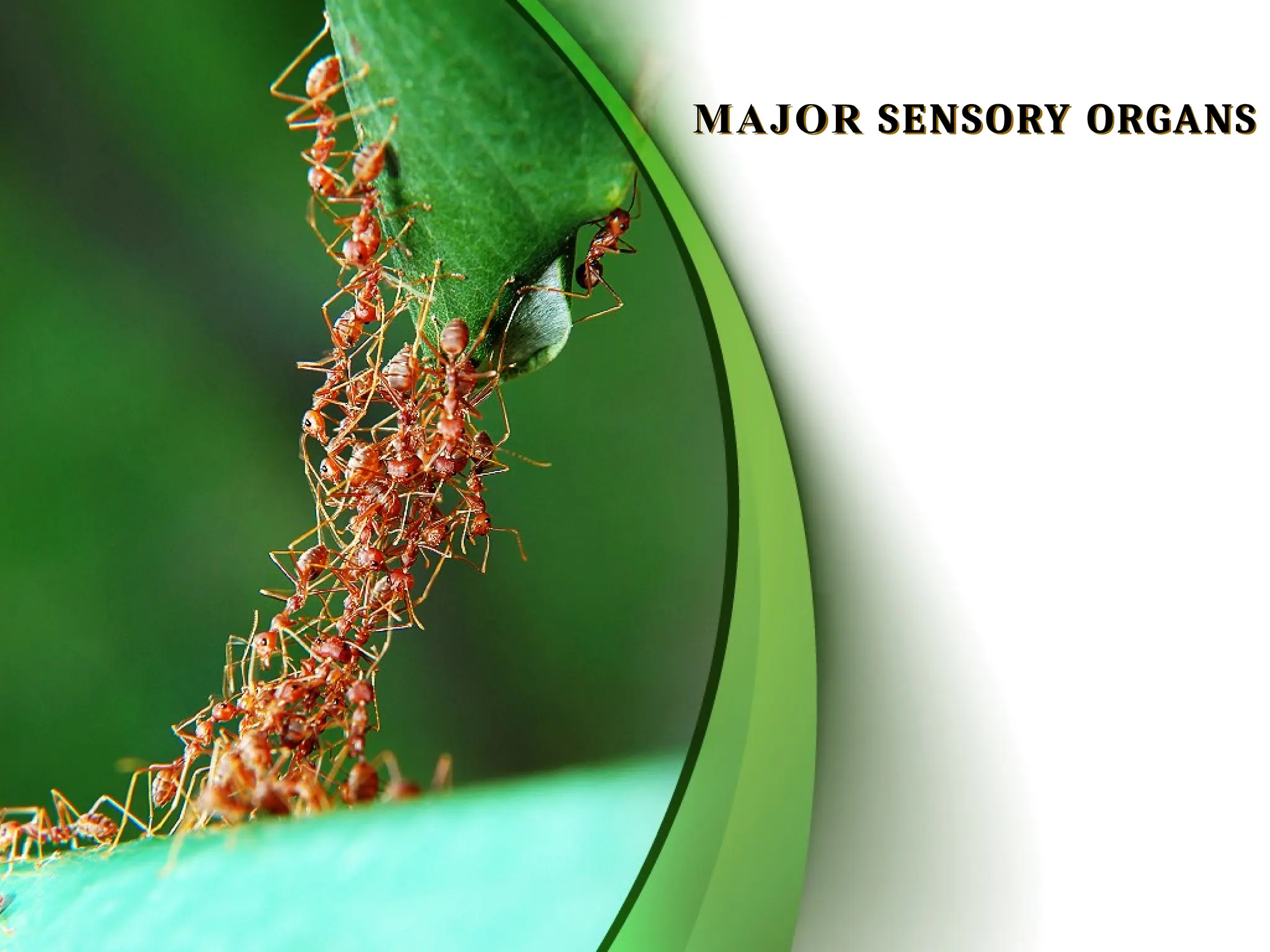 *"Sensing the World: Insect Sensory Systems"* | PPTX
