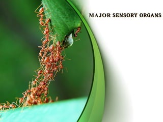 *"Sensing the World: Insect Sensory Systems"* | PPTX