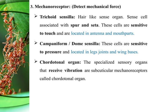 *"Sensing the World: Insect Sensory Systems"* | PPTX