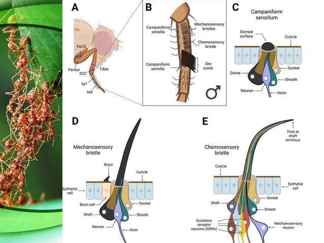 *"Sensing the World: Insect Sensory Systems"* | PPTX