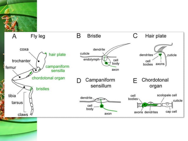 *"Sensing the World: Insect Sensory Systems"* | PPTX