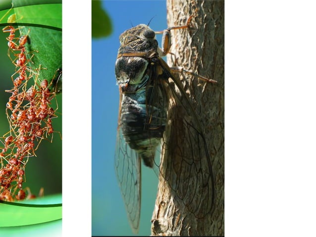*"Sensing the World: Insect Sensory Systems"* | PPTX
