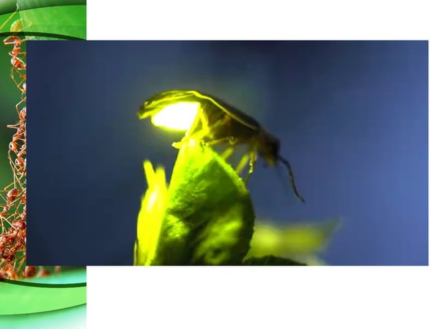 *"Sensing the World: Insect Sensory Systems"* | PPTX