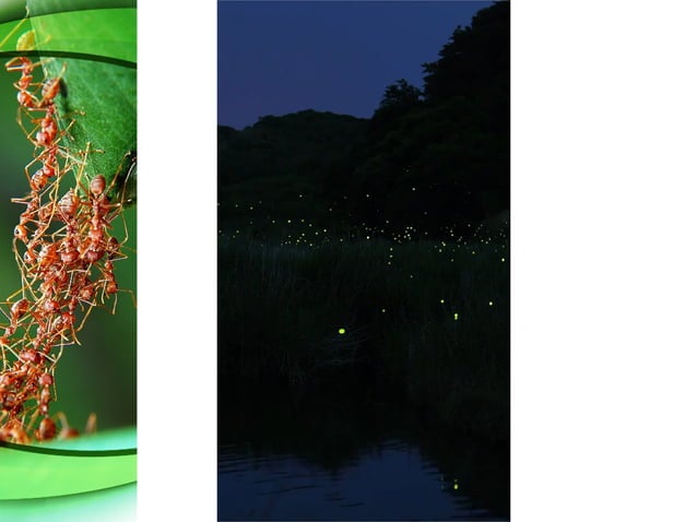 *"Sensing the World: Insect Sensory Systems"* | PPTX