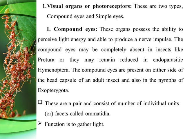 *"Sensing the World: Insect Sensory Systems"* | PPTX