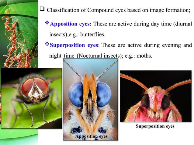 *"Sensing the World: Insect Sensory Systems"* | PPTX