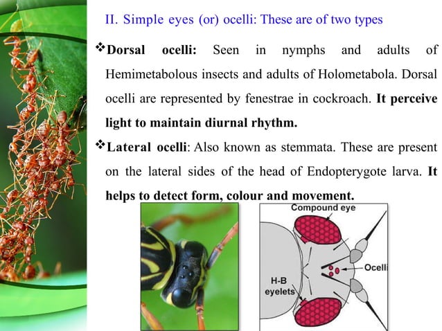 *"Sensing the World: Insect Sensory Systems"* | PPTX