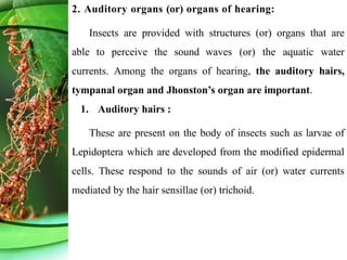 *"Sensing the World: Insect Sensory Systems"* | PPTX
