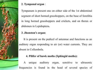 *"Sensing the World: Insect Sensory Systems"* | PPTX