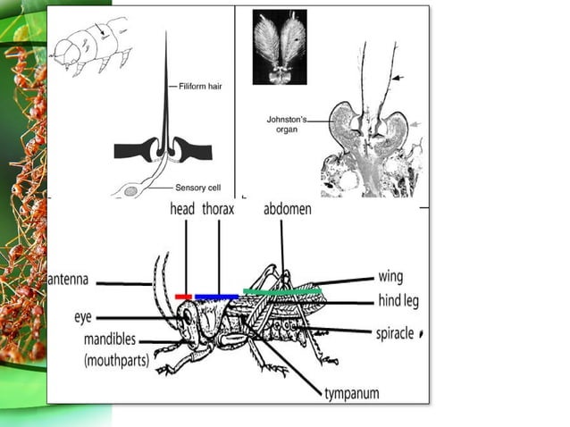 *"Sensing the World: Insect Sensory Systems"* | PPTX