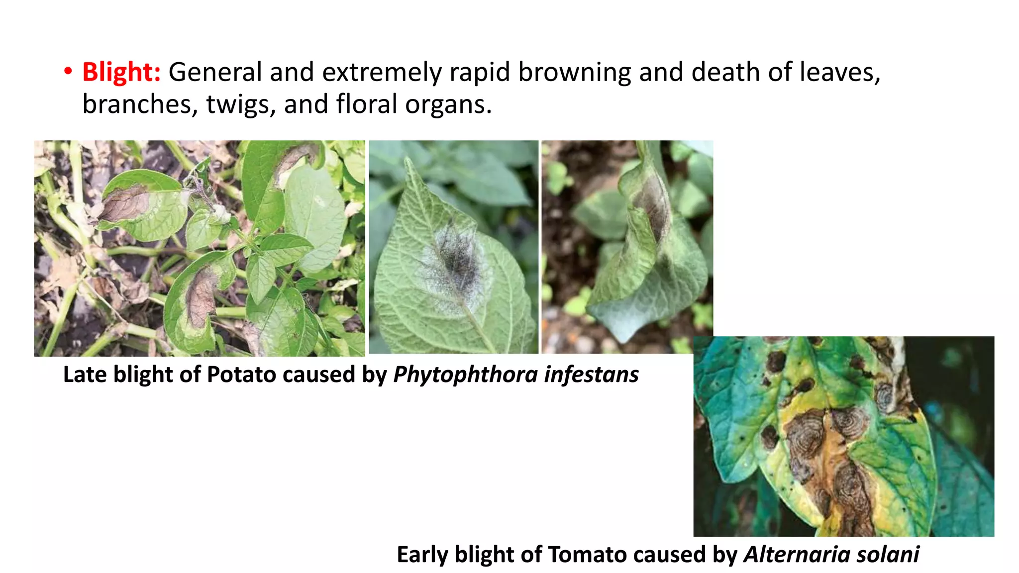 Major symptoms of plant diseases.pptx
