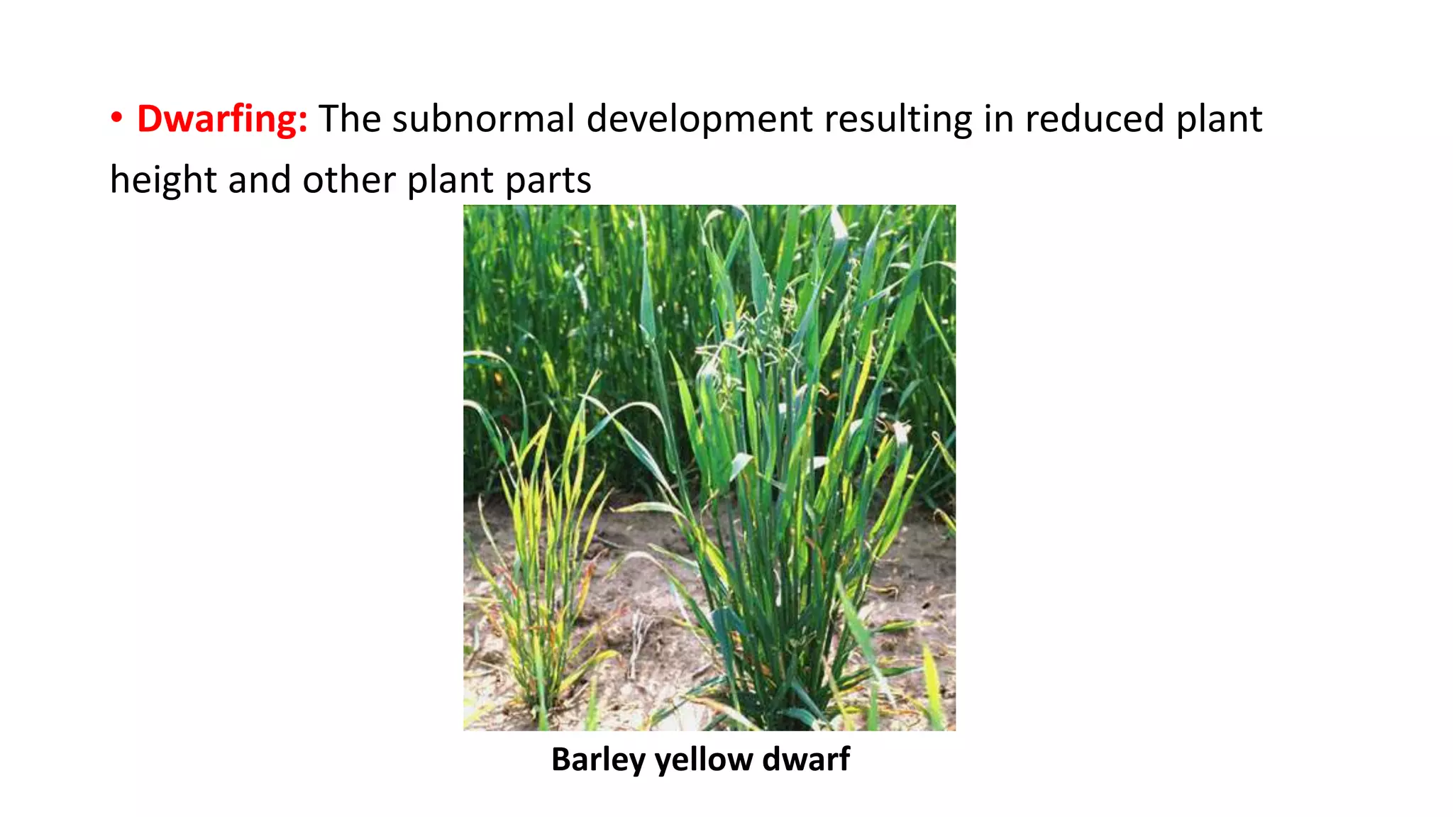 Major symptoms of plant diseases.pptx