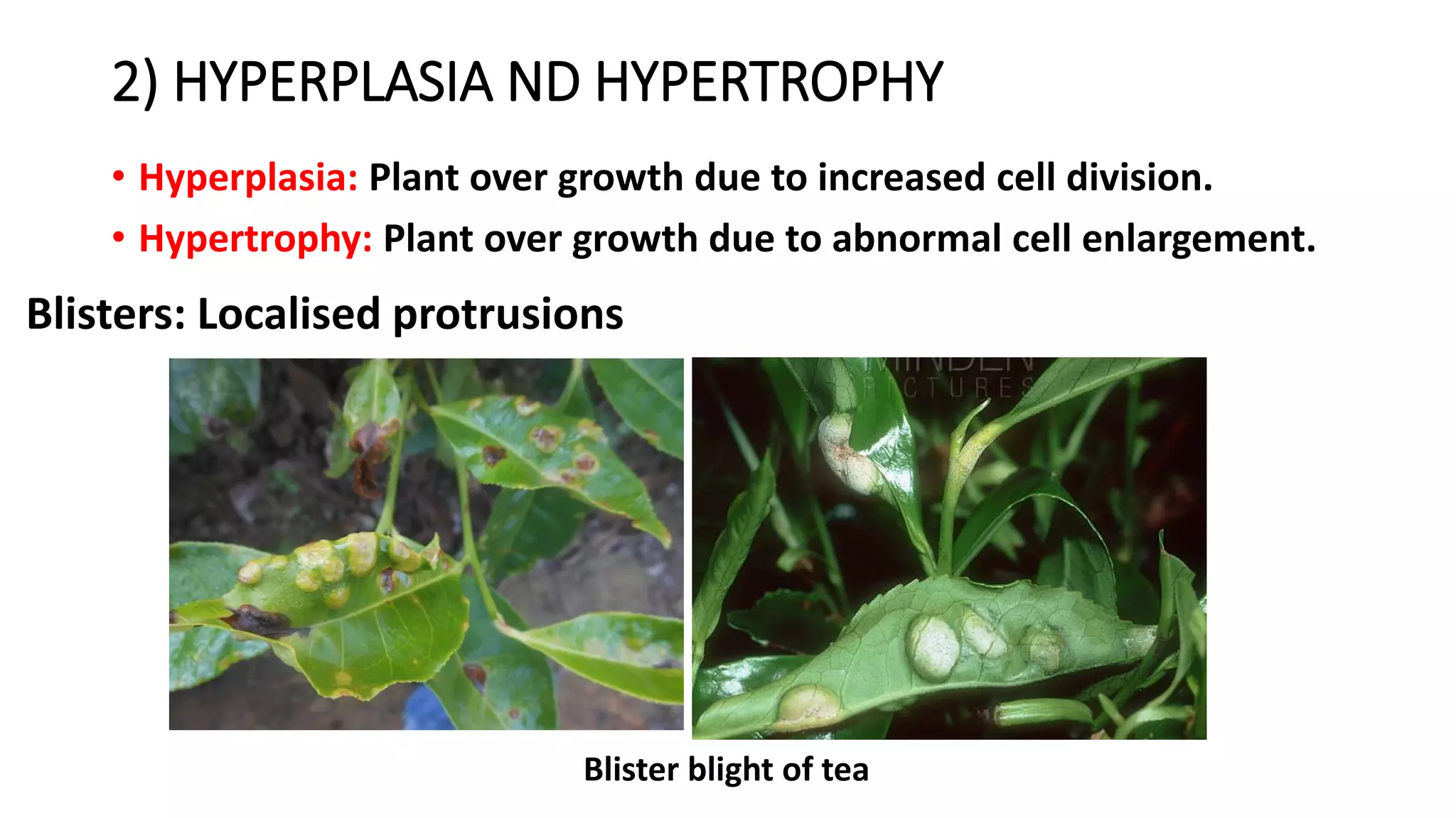 Major symptoms of plant diseases.pptx