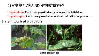 Hyperplasia In Plants
