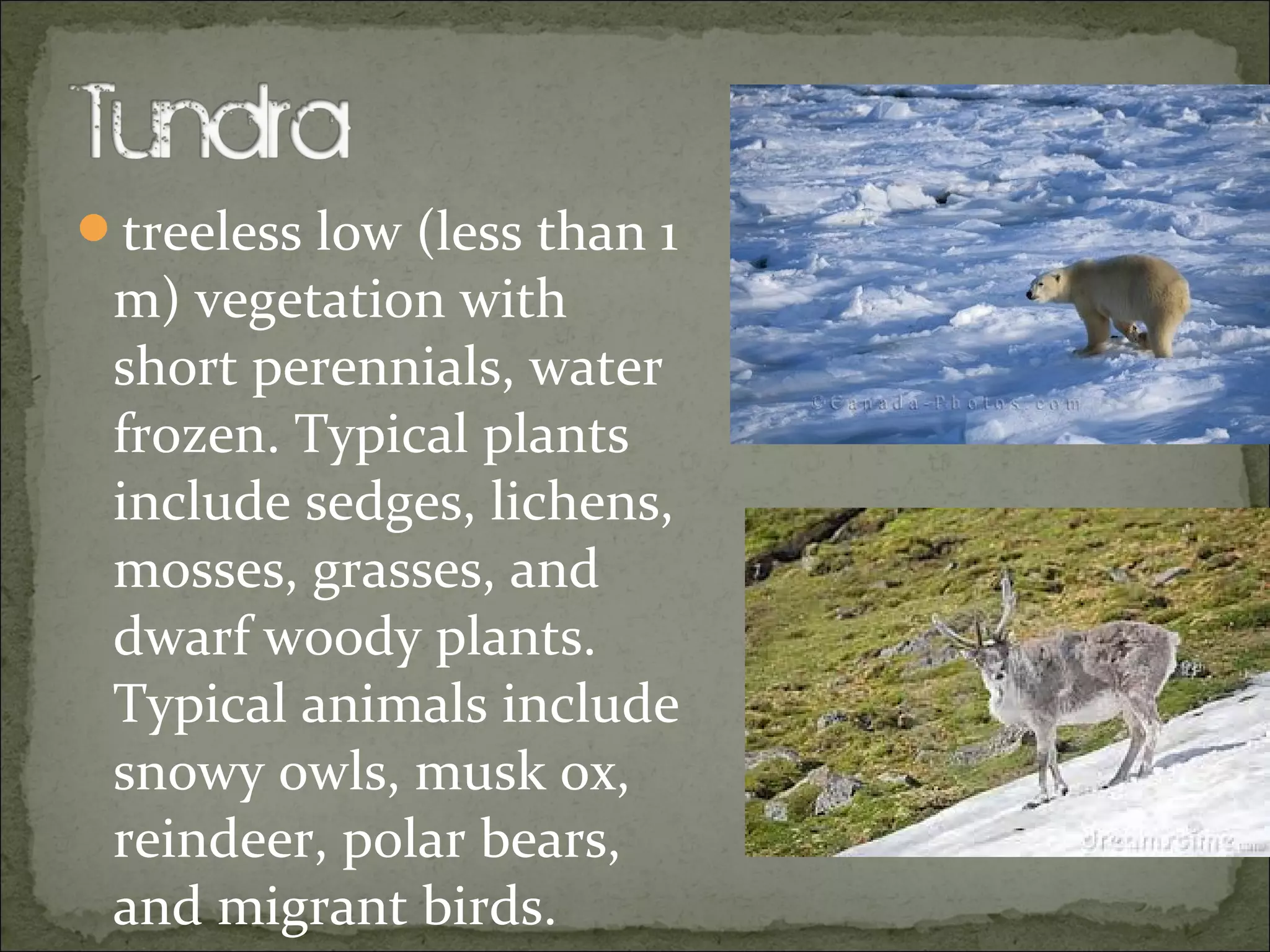 Major terrestrial biomes | PPT