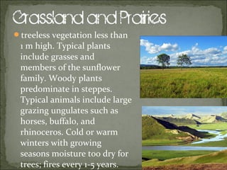 Major terrestrial biomes | PPT