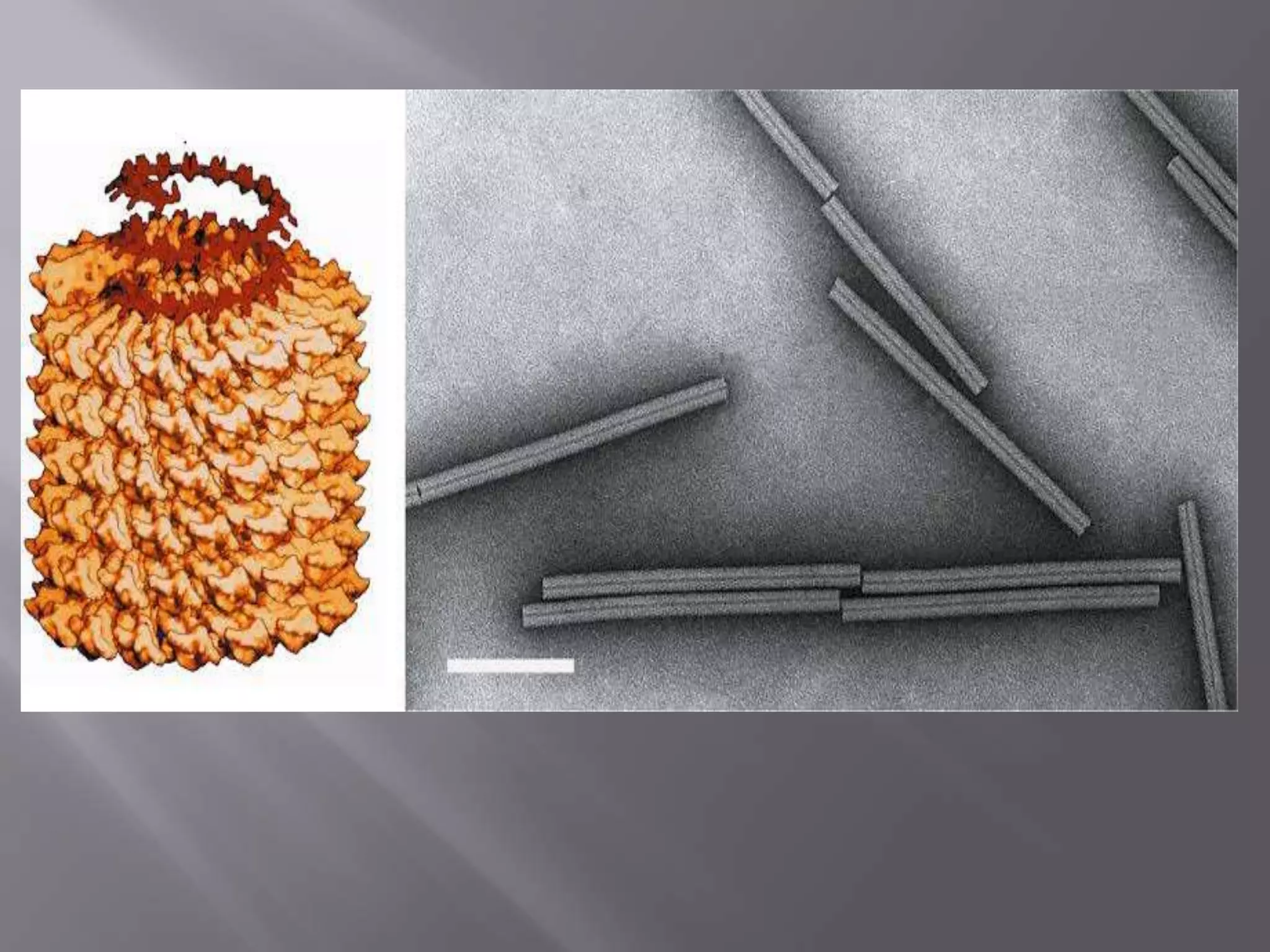 Major group of plant viruses | PPT