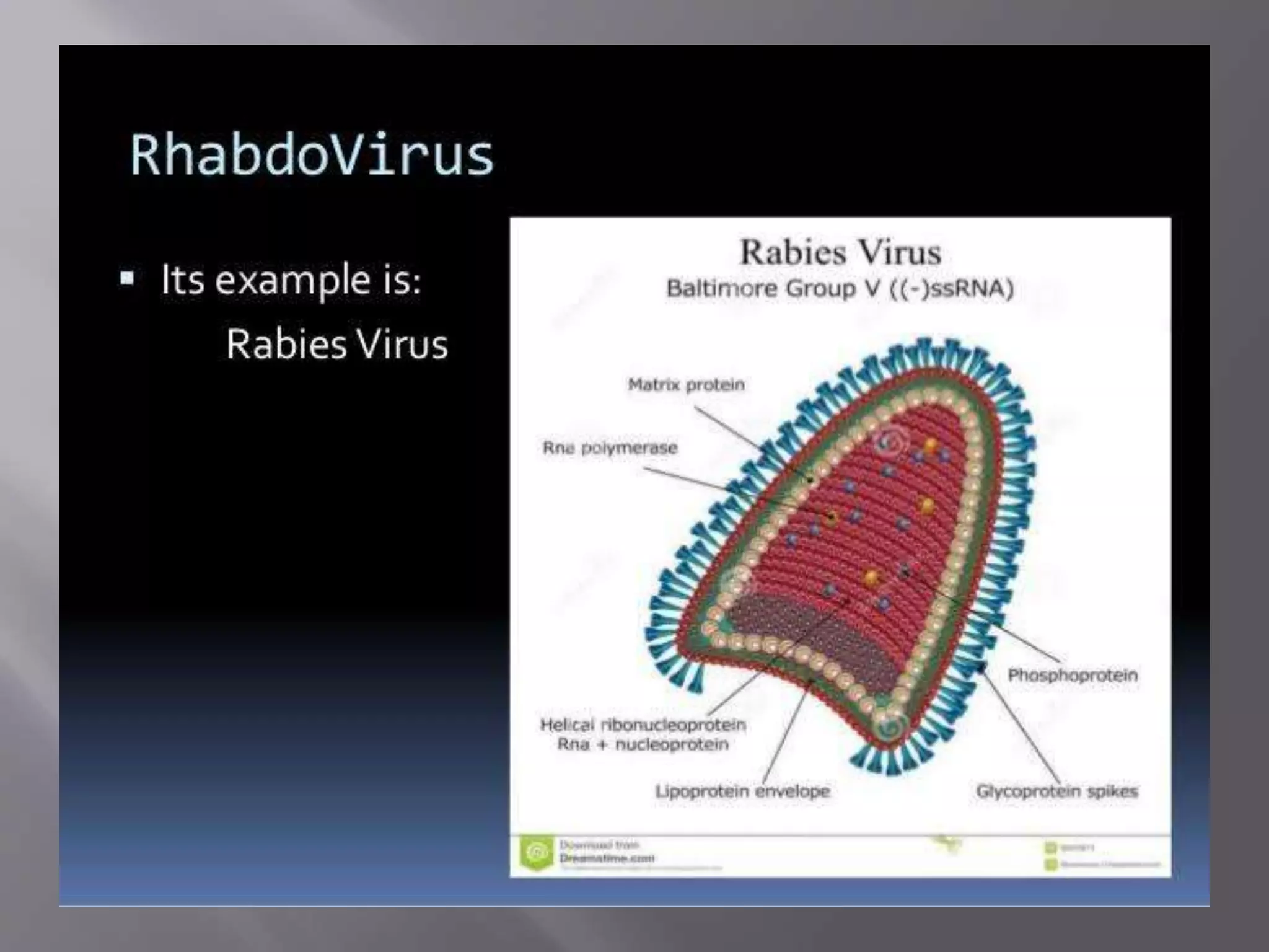 Major group of plant viruses | PPT