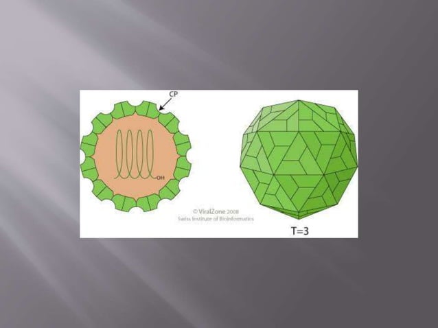 Major group of plant viruses | PPT