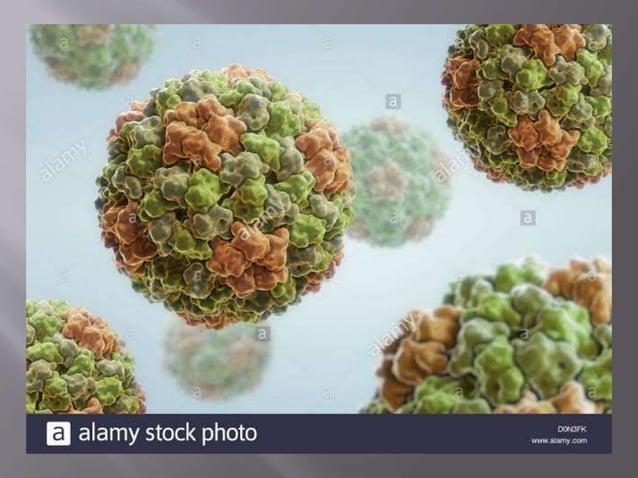 Major group of plant viruses | PPT