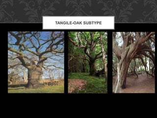 Tangile Tree