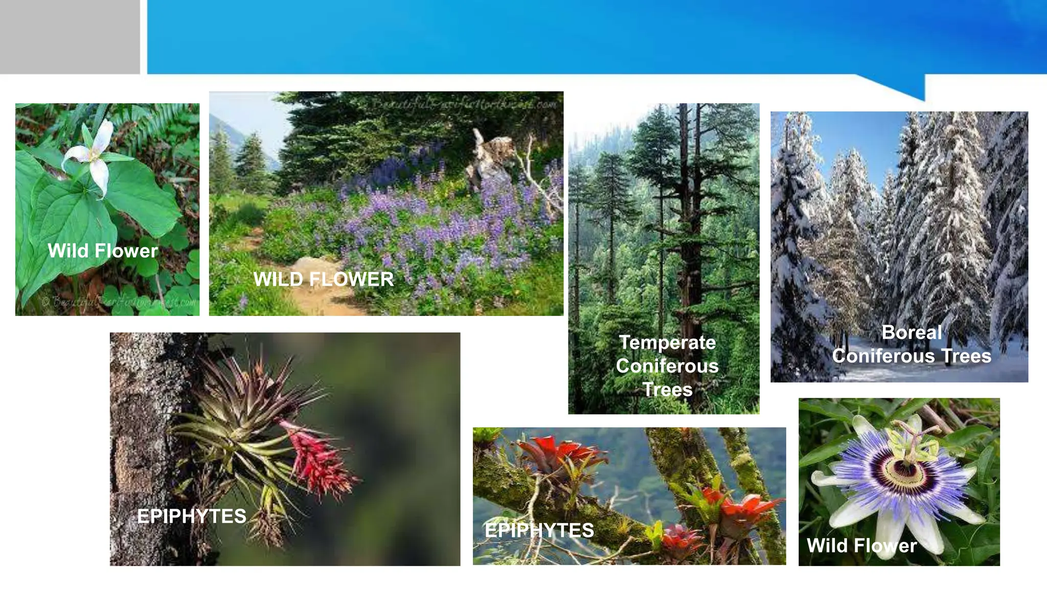 MAJOR VEGETATION TYPES OF THE WORLD.pptx