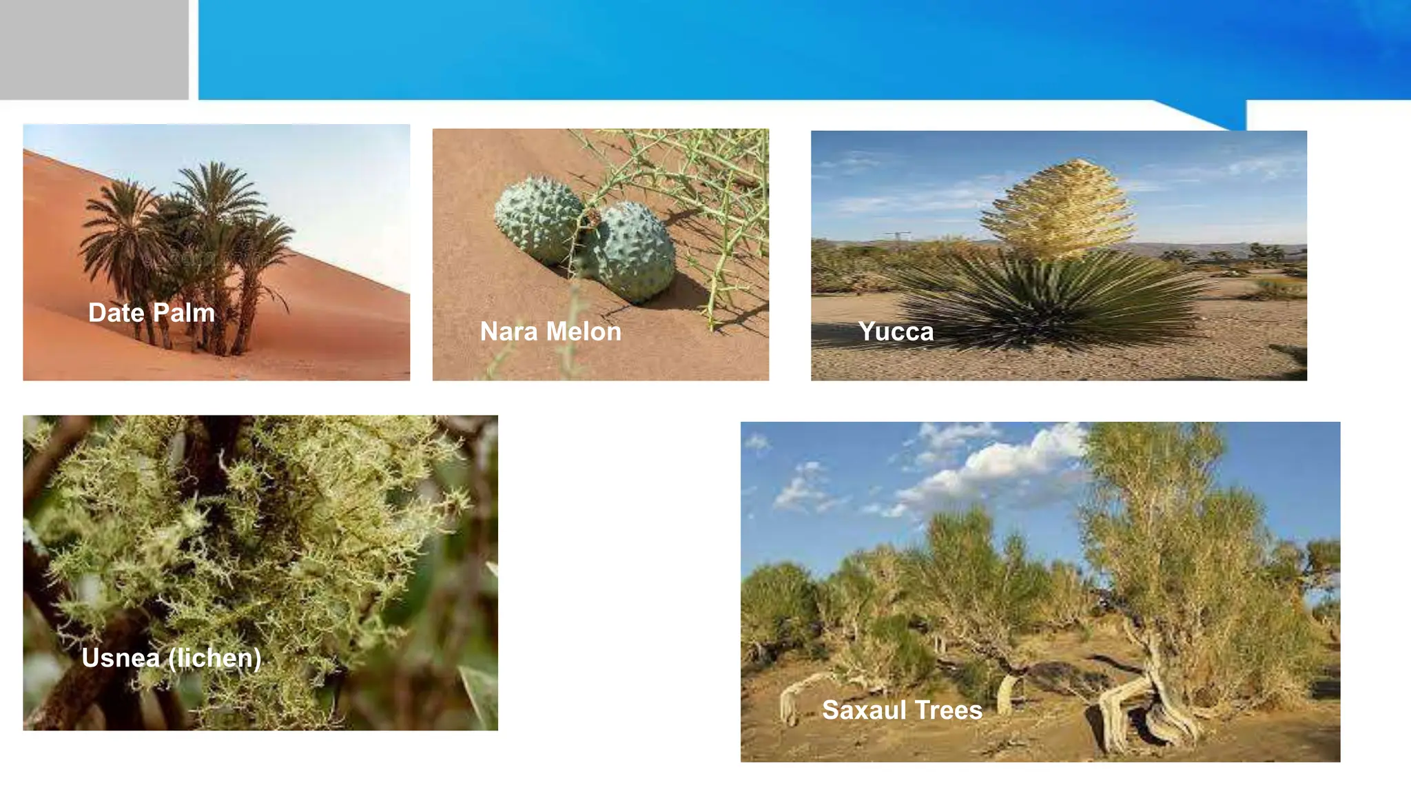MAJOR VEGETATION TYPES OF THE WORLD.pptx
