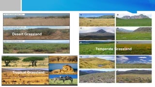 MAJOR VEGETATION TYPES OF THE WORLD.pptx