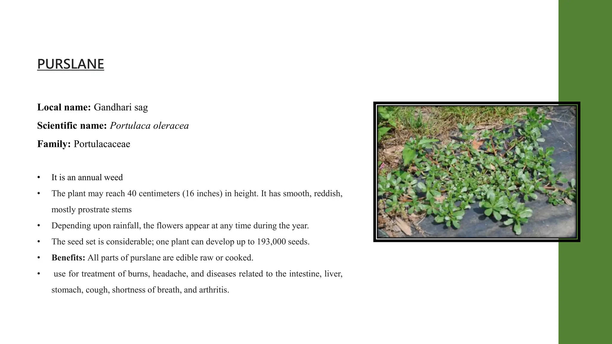 Major weeds of bottle guard,brinjal and cucumber.pptx