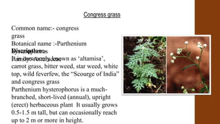 Major weeds of bottle guard,brinjal and cucumber.pptx