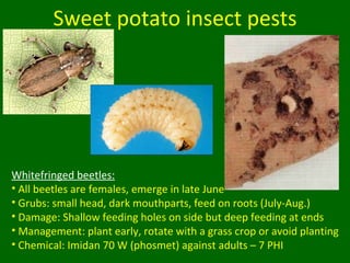 Sweet Potato Insect Pests and Other Updates for Vegetable Producers | PPT