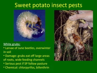 Sweet Potato Insect Pests and Other Updates for Vegetable Producers | PPT