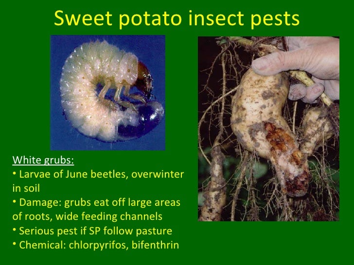 Sweet Potato Insect Pests and Other Updates for Vegetable Producers